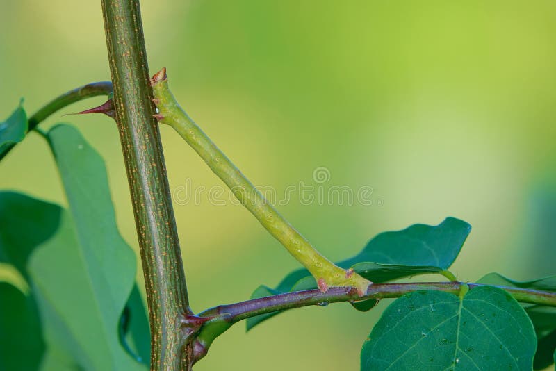 Inchworm stock image. Image of close, green, bugs, nature - 195036975