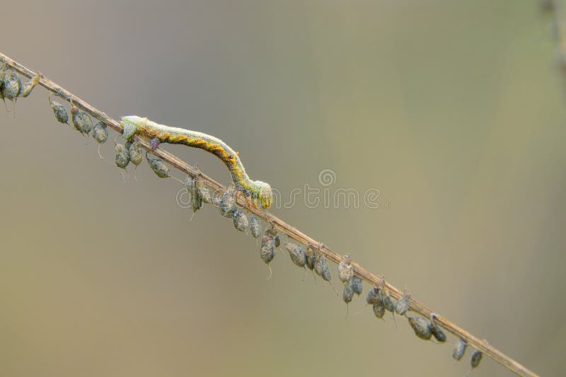 Inchworm stock photo. Image of geometer, spanworm, insect - 280569078