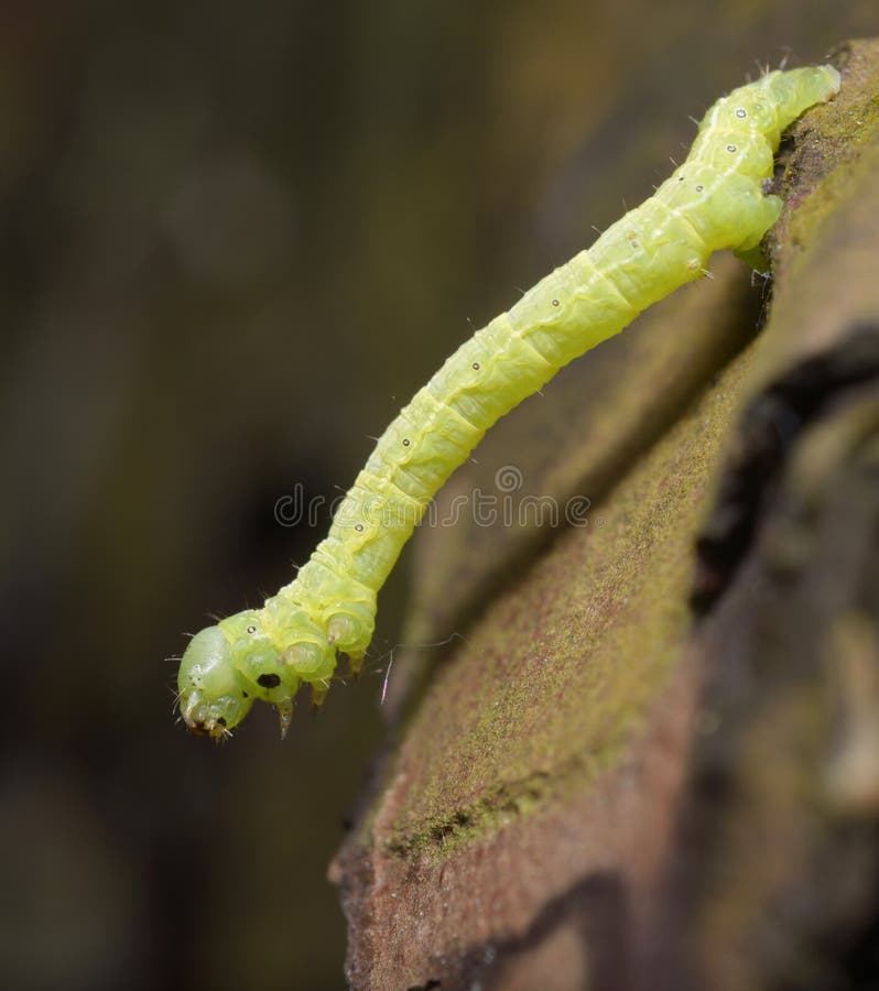 Inchworm of Geometer Moth, Geometridae, Crawling on a Pine Bark Stock ...