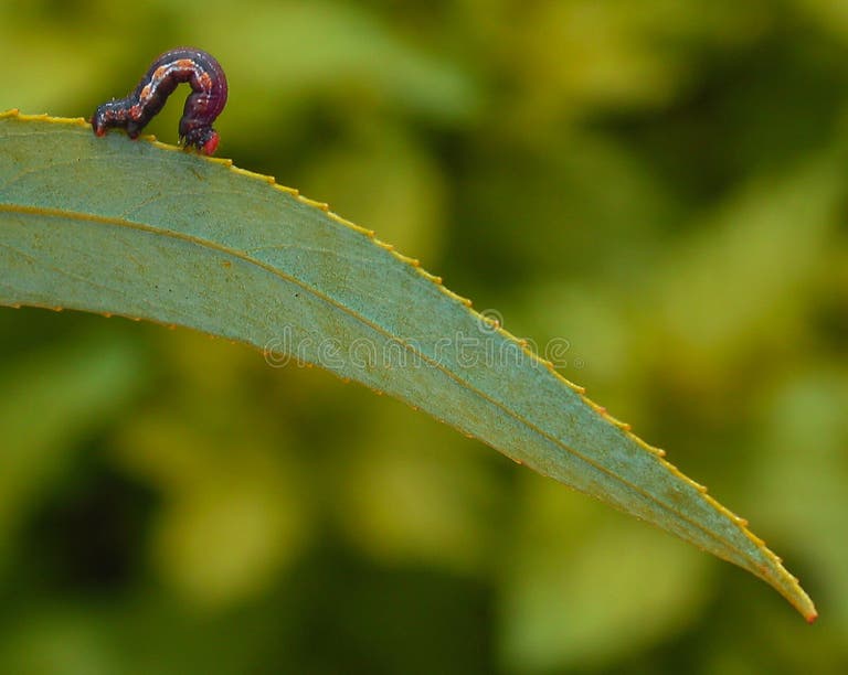 Inchworm stock photo. Image of hanging, small, green - 71591810