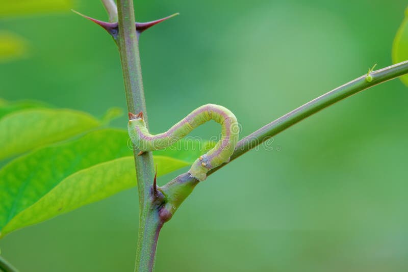 Inchworm stock image. Image of worm, green, caterpillar - 195150005