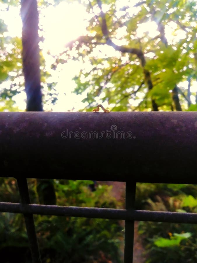 Inchworm Crawling Near Forest Path Stock Image - Image of fence, high ...