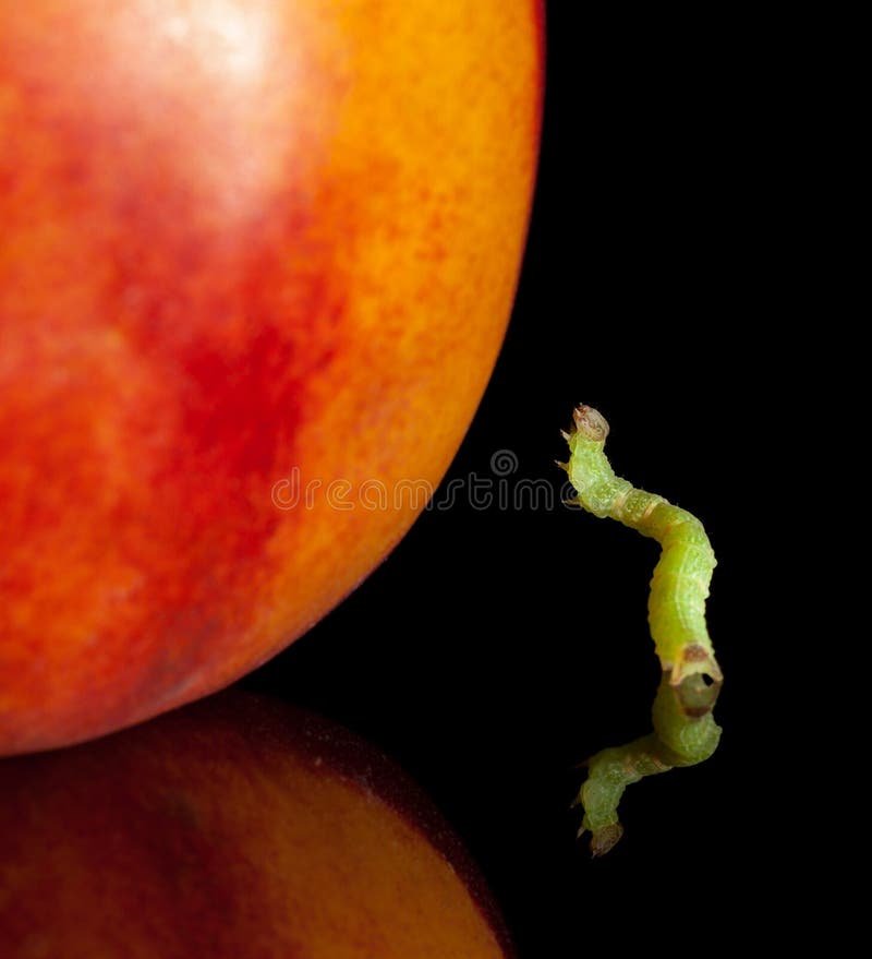 Inchworm and peach stock image. Image of animal, climbing - 40920265