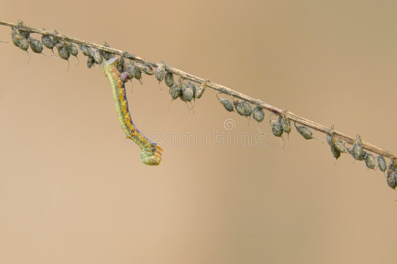 Inchworm stock photo. Image of worm, loopworm, geometrid - 280569056