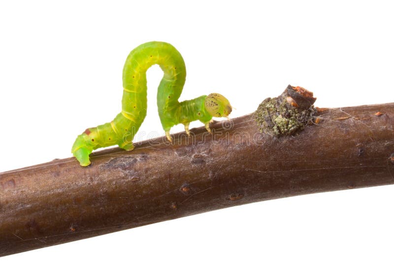 Inchworm Walking on a Branch Stock Image - Image of moth, nymph: 21185787
