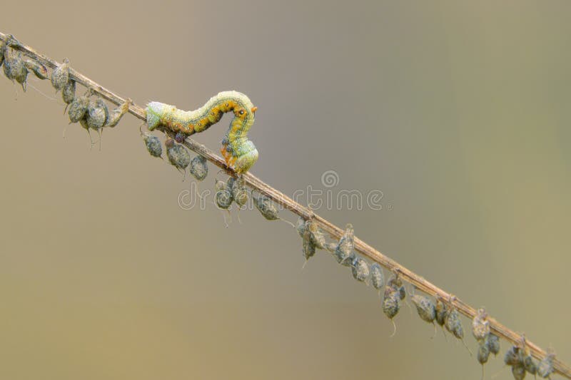 Jinfeng Zhang (Laozhang) - Photographer profile