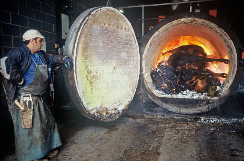 Incineration of BSE Infected Cows Editorial Photography - Image of ...