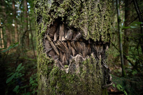 Incision of a tree trunk stock image. Image of natural - 98326055