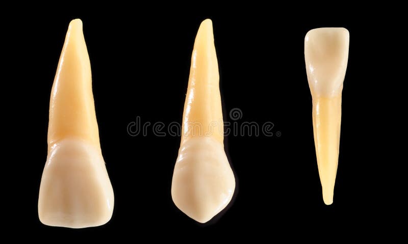 Incisor and Canine Teeth Isolated on Black Stock Photo - Image of ...