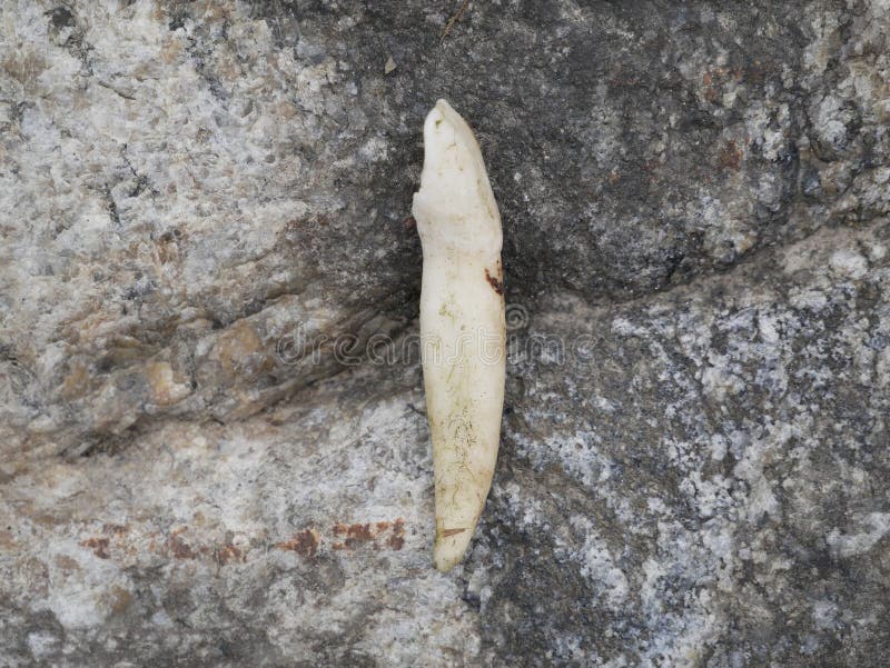 The Front Tooth of a Bear on a Block of Stone. Incisor Tooth of a Large ...