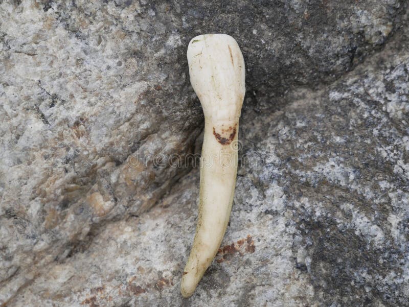 The Front Tooth of a Bear on a Block of Stone. Incisor Tooth of a Large ...