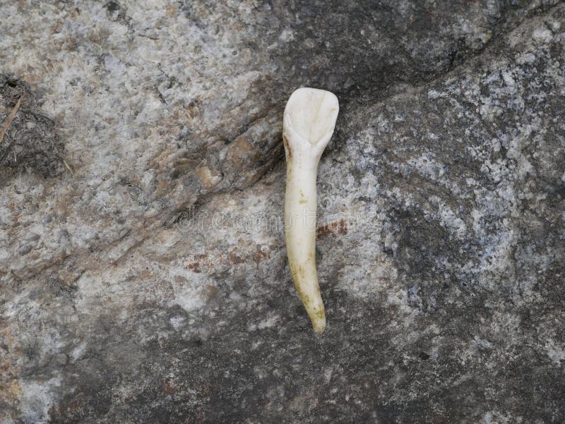 The Front Tooth of a Bear on a Block of Stone. Incisor Tooth of a Large ...