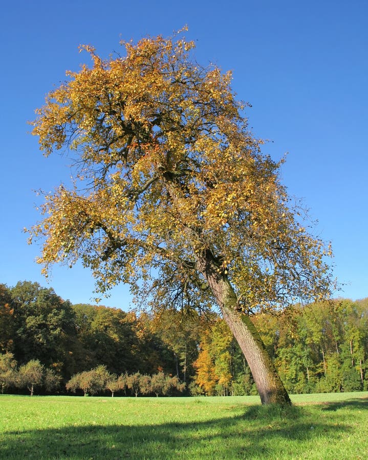 Incline tree stock image. Image of germany, leaves, grassland - 35194545