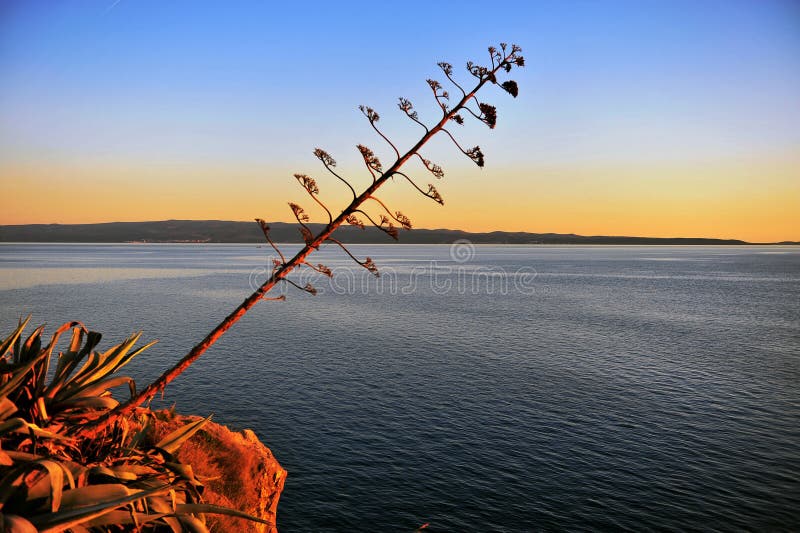 Incline tree over the sea stock photo. Image of amazing - 109424288