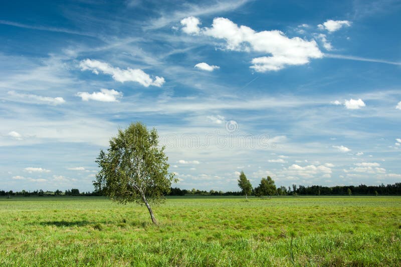 Inclined Birch Tree in the Meadow Stock Image - Image of wood ...