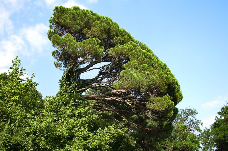 Inclined tree stock photo. Image of branches, bent, inclined - 48353374