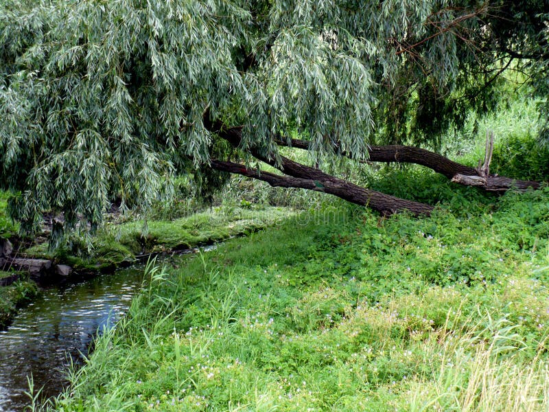 Tilted Tree Over Willow Stream Stock Photo - Image of landscape ...