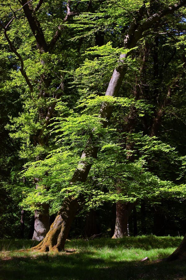 Inclining Tree at Dyrehave Park Stock Image - Image of dyrehaven ...