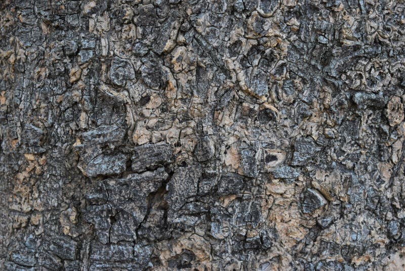 Includes Various Forms of Tree Bark . Stock Photo - Image of grunge ...