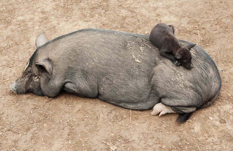 Incomparably pair stock image. Image of pair, acceptance - 13374473