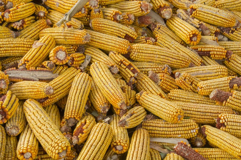 Incomplete corn stick stock image. Image of details, wait - 80878041