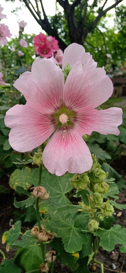 Incomplete flower. stock photo. Image of flower, garden - 182793074