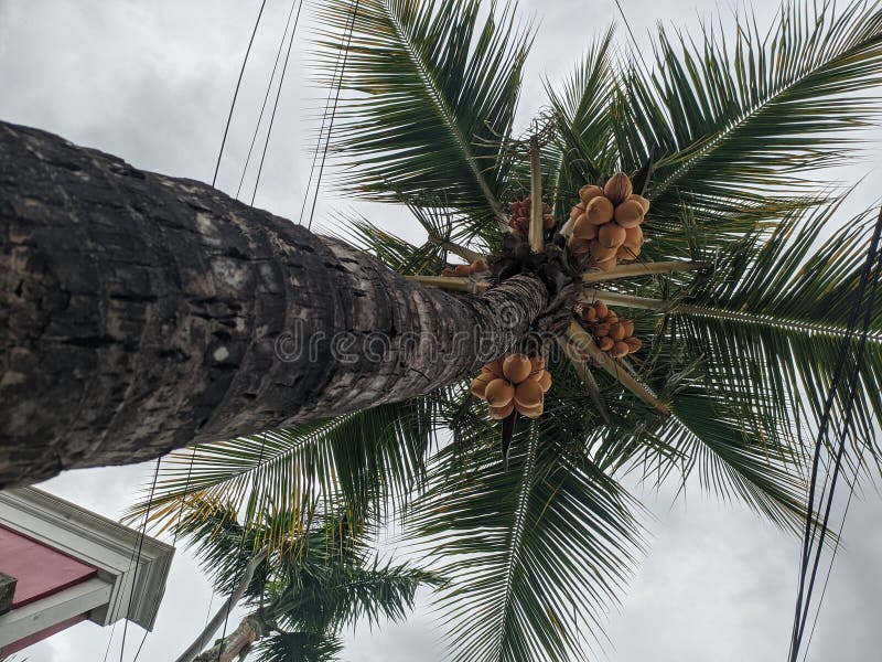 Increíble Coco De árbol Hermosa Flor De Día Foto de archivo - Imagen de ...