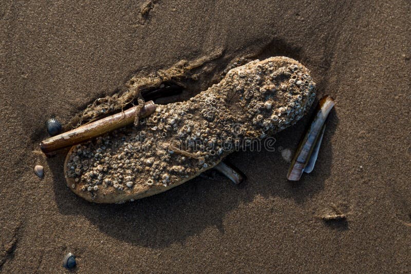 304 Non Aquatic Life Stock Photos - Free & Royalty-Free Stock Photos ...