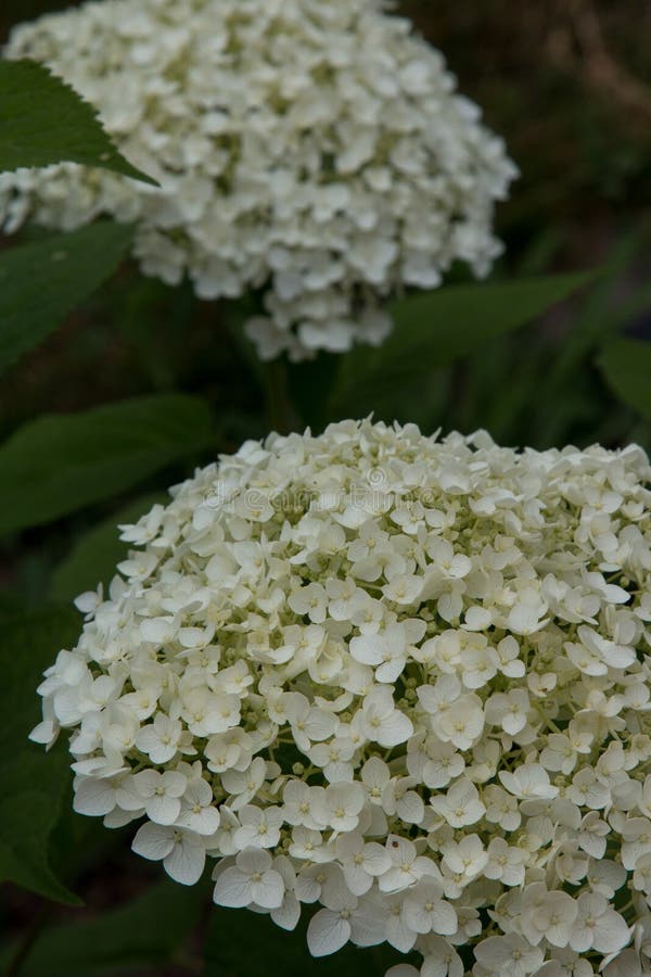 Incrediball Hydrangea in Early Bloom Stock Photo - Image of freshness ...