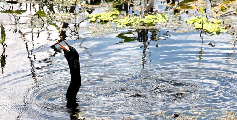 An Incredible Anhinga Taking a Deep Breath of Oxygen before a Deep Dive for Another Fish. Stock ...