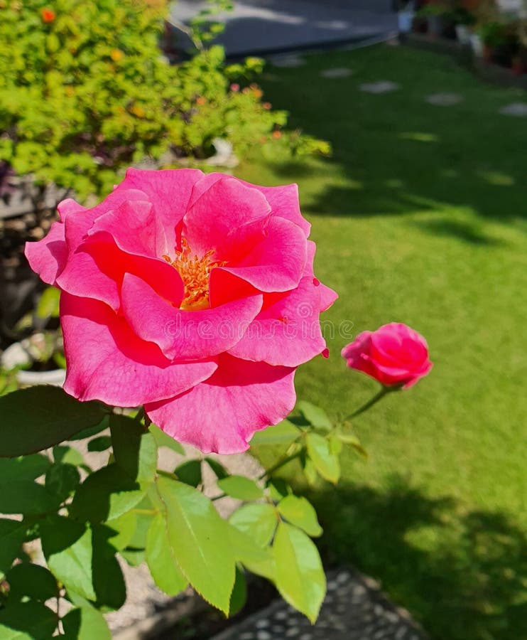 Incredible and Beautiful Roses Bring a Smile To Every Single Faces ...