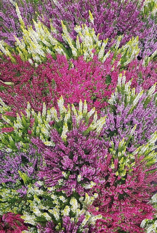 Incredible Blooming Heather from Paris Stock Photo - Image of lavender ...