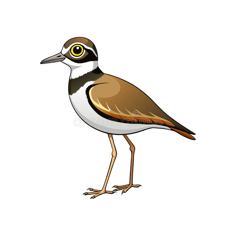 Killdeer Bird Realistic Artwork Stock Illustrations – 10 Killdeer Bird ...