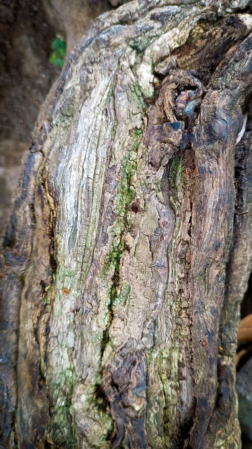 Incredible Mossy Wood Texture Stock Image - Image of texture ...