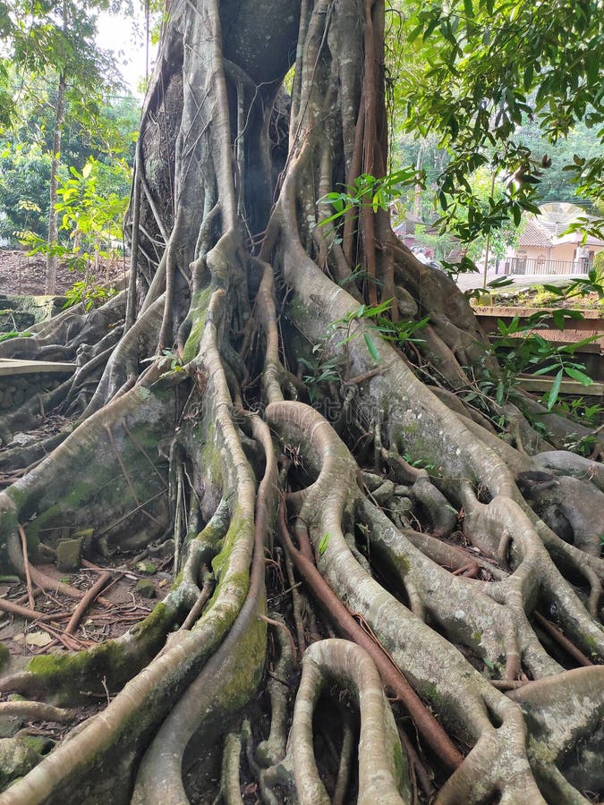 Incredible Root of Ficus Tree on Imogiri Stock Image - Image of imogiri ...