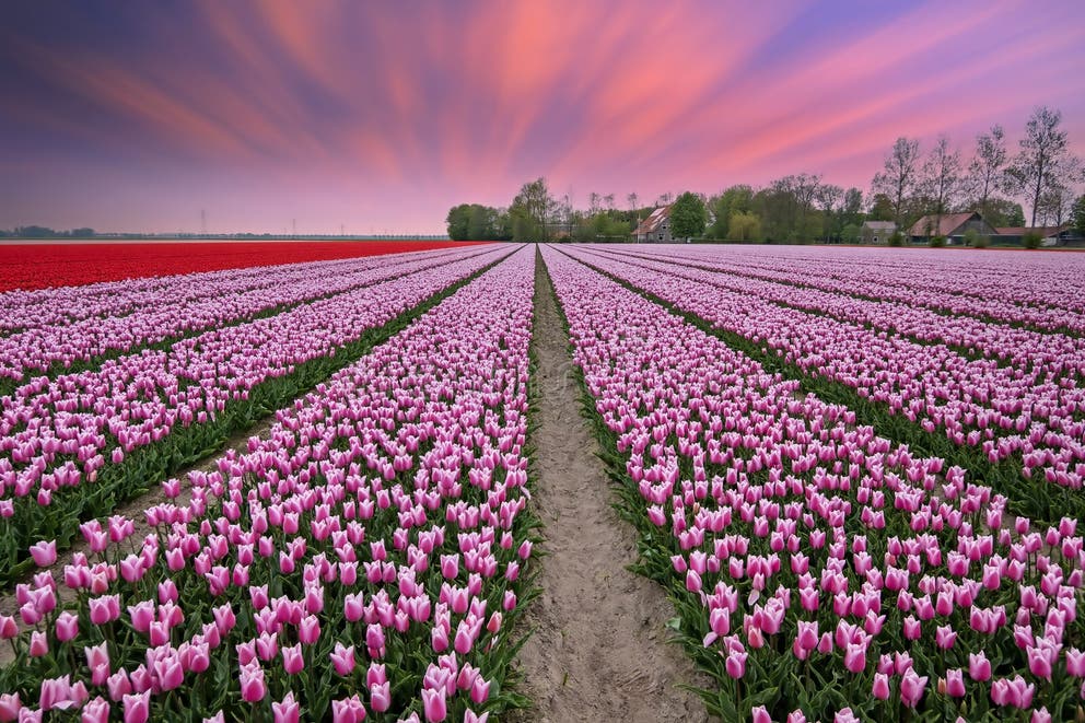 Incredible Sunset at the Tulip Fields in the Countryside from the ...