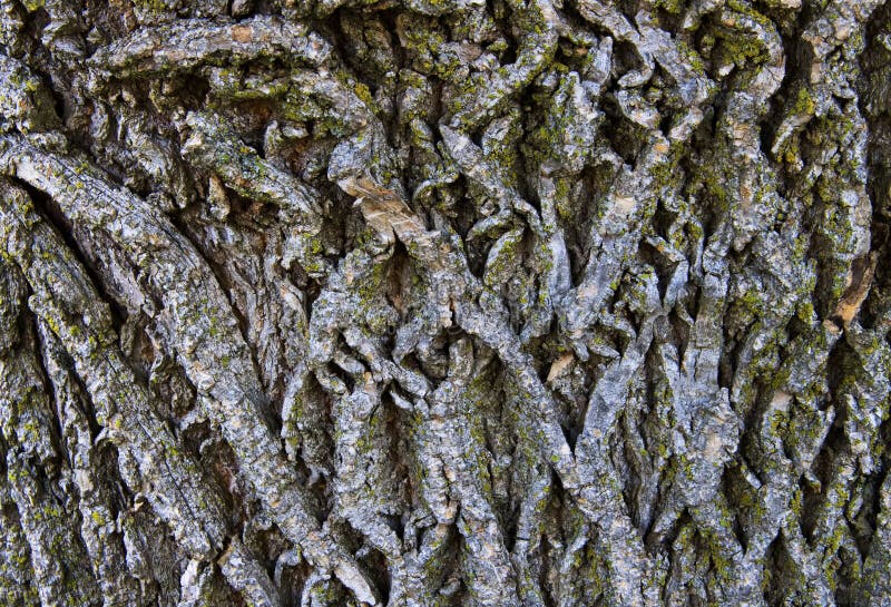 Incredible Texture Ash Tree Bark with Finger-like Tendrils Stock Image ...