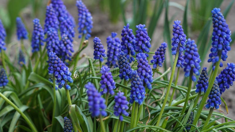 Incredibly Beautiful Blue Hyacinths in the Flowerbed Stock Image ...