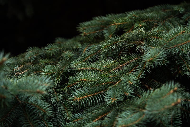 Incredibly Beautiful Bright Green Spruce, Good Day Stock Image - Image ...