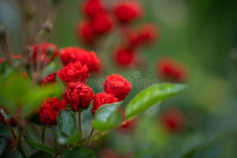 Incredibly Beautiful Delicate Roses. Concept: Love, Date Romance Stock ...