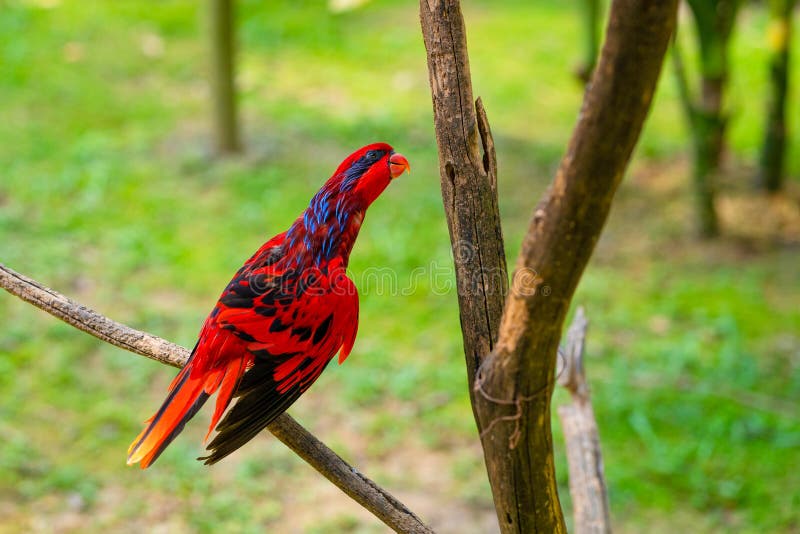 Incredibly Beautiful Fiery Red Tropical Parrot Stock Image - Image of ...