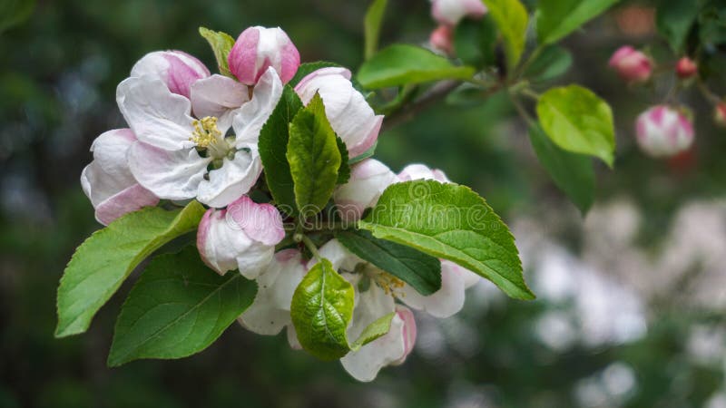 Incredibly Beautiful Flowering Apple Tree, Beautiful Spring Stock Image ...