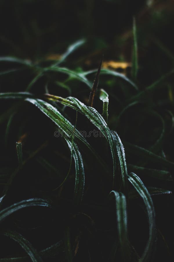 Incredibly Beautiful Grass in the Shade. Vertical Screensaver of Nature ...