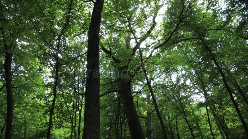 Incredibly Beautiful Light Shines through Trees. Walking in the Forest ...