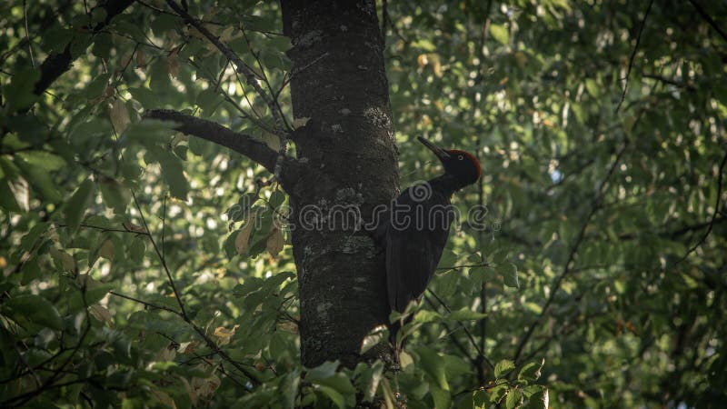 Incredibly Beautiful Noble Bird Cleans Years of Pests Stock Photo ...