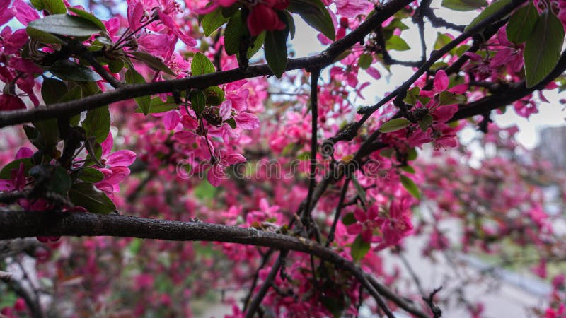 Incredibly Beautiful Pink-purple and Delicate Flowers, Spring Stock ...