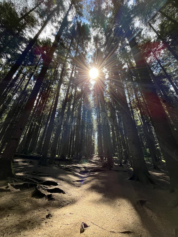 Incredibly Beautiful Rays of the Sun through a Dense Christmas Tree ...