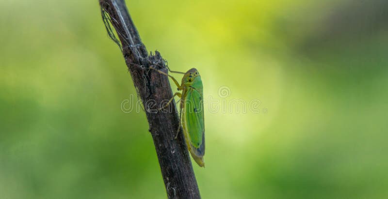 Insect on branch stock photo. Image of yellow, branch - 203424800