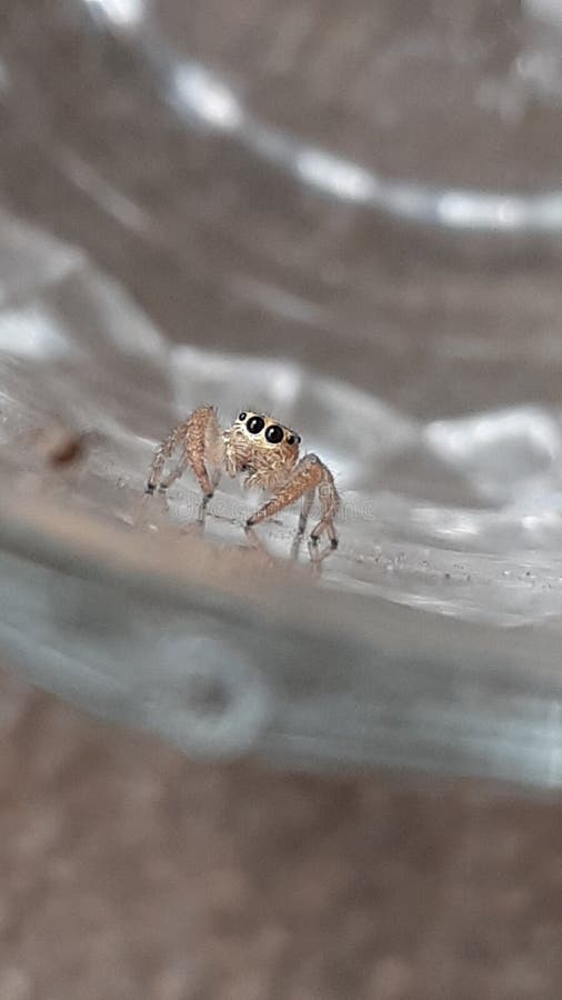 Incredibly Friendly and Cute Jumping Spider Stock Photo - Image of ...