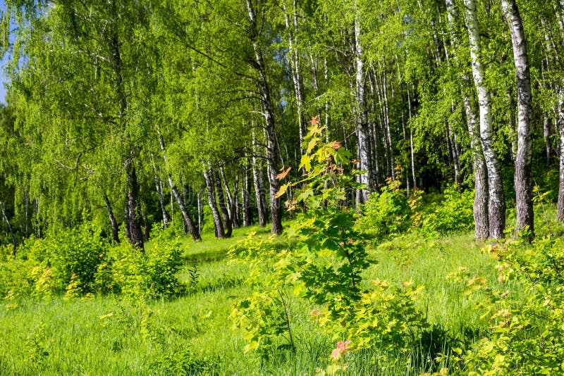 Incredibly Green Landscape with Young Trees and a Birch Grove Stock ...
